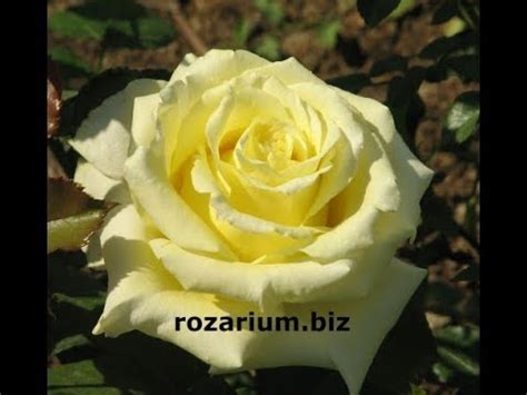 роза Майн Герл, питомник роз полины козловой, rozarium.biz - YouTube