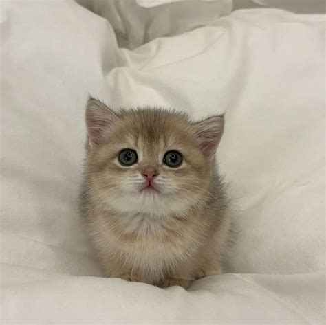 브리티시숏헤어 블루골드 공주님 나비 퍼피댕 브리티쉬숏헤어분양