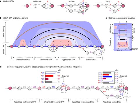 Illustration Of The Lineardesign Algorithm A Codon Dfas B An Mrna