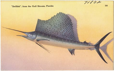 The Sailfish Is The Fastest Fish In The World Ocean Conservancy