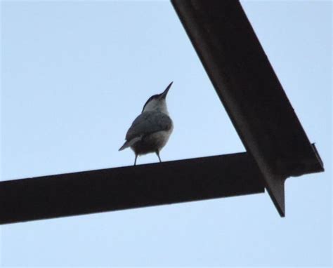 Western Rock Nuthatch1901 Delphi Ramblings And Scribblings