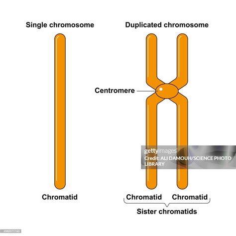 Single And Duplicated Chromosome Illustration High Res Vector Graphic