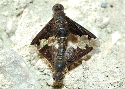 Anthrax Bee Fly Iii Anthrax Proconcisus