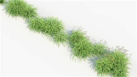 Miscanthus Sinensis Zebrinus Zenra Grass D Model Free D Model For Design