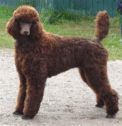 Standard Poodle Puppies For Sale Large Standard Poodles Royal