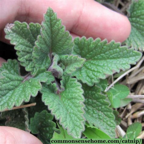 Catnip Leaves