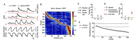Figure S1 Position Tuned Neurons In L2 3 Of Agranular Rsc A Download Scientific Diagram