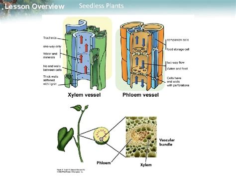 Lesson Overview Seedless Plants Chapter 22 Lesson Overview