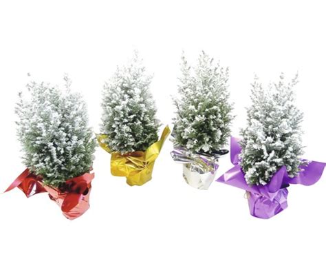 Cauți Chiparos Comandă Online Pe Hornbach Ro