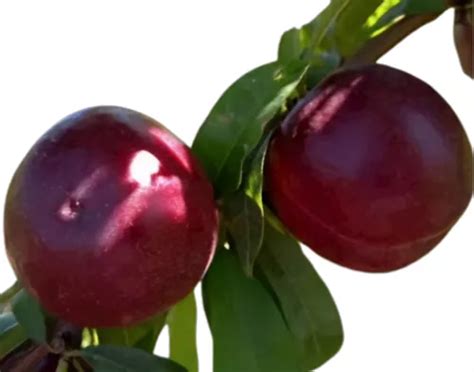 Pelon Árbol Mercadolibre