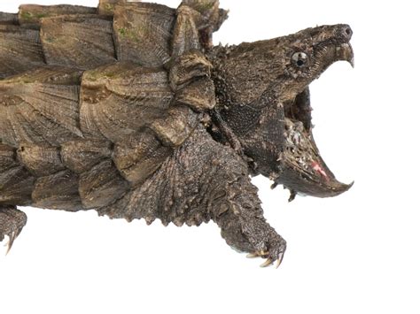 Snapping Turtle Logo