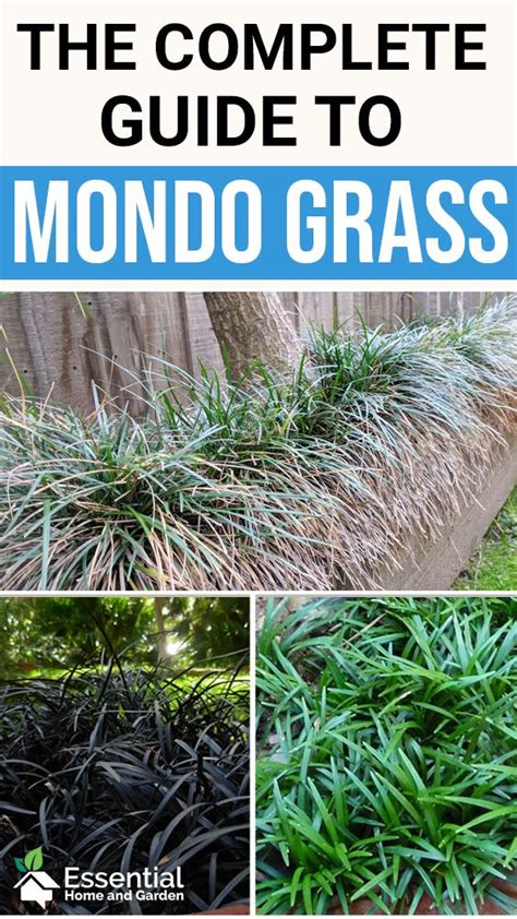 How To Grow And Care For Mondo Grass In Your Garden Mondo Grass