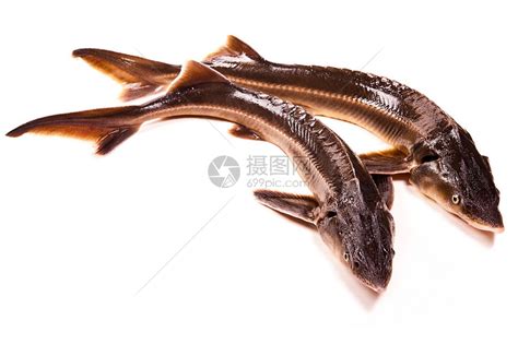 孤立在白色背景上的新鲜小鲟鱼刚从水中取出的新鲜小鱼鲟鱼是一种小型鲟鱼高清图片下载 正版图片502968667 摄图网