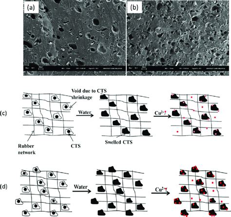 sem image of a 2 5phrcts t enr and b 15phrcts t enr schematic