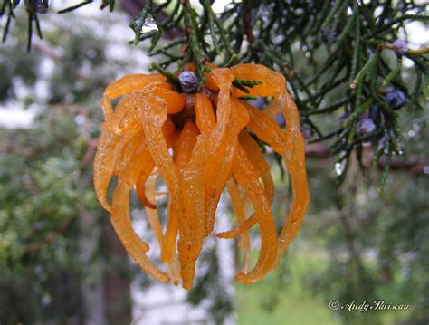 Cedar Apple Rust ~ Fungus By Andy2302 Redbubble