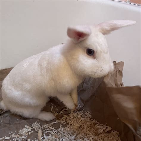 Punk Demos Jeremy Lee Lemke