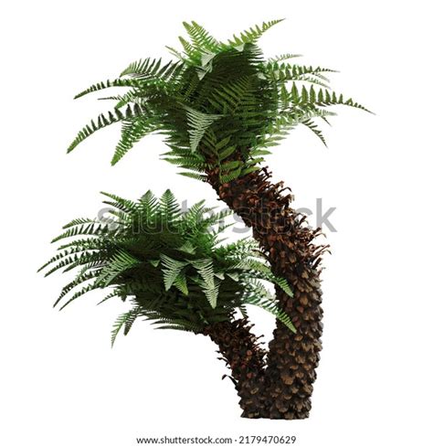 Triassic Cycads