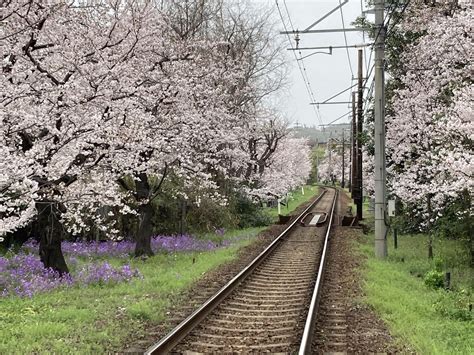 京都 嵐電桜のトンネルを見に行く🌸 Tamaさんのウォーキングの活動データ Yamap ヤマップ