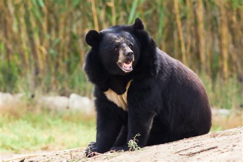 Wildlife And Dangerous Animals In Taiwan 2026