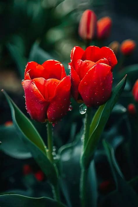 تعبیر خواب گل لاله ابن سیرین دشت گل لاله سفید و صورتی برای زن و دختر مجرد