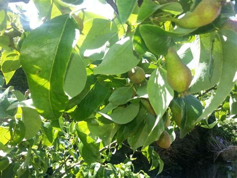 Best Images About PEAR TREES ECT On Pinterest Gardens Iran And The Giving Tree