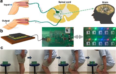 Illustration Of The Concept And Application Of PPS A Schematic Download Scientific Diagram