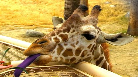 Giraffe Tongue Purple