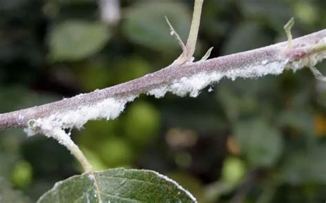 Apple Tree Rootstocks Explained How To Customize Your Apple Tree For