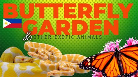 Butterfly And Python Sanctuary Bohol Philippines Lovethephilippines Youtube