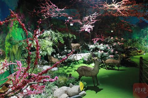 打卡国家公园⑦丨唐家河自然博物馆：微缩版的唐家河四川在线