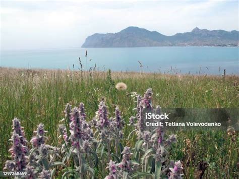 여름날 동부 크림 반도 회색 푸른 바다 연기가 자욱한 회색 하늘과 바다 해안의 배경에 아름다운 풍경 야생화 꽃과 허브 0명에 대한 스톡 사진 및 기타 이미지 Istock