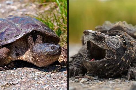 28 Interesting Facts About Snapping Turtles Wildlife Informer