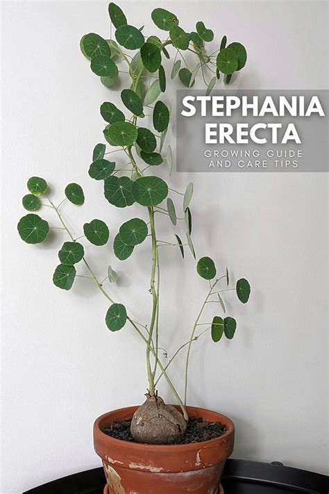 Stephania Erecta Growing Guide Care Tips And Problem Guide