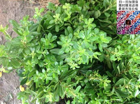 海桐球海桐球 价格 产地报价表 江苏沭阳长景园林苗木场
