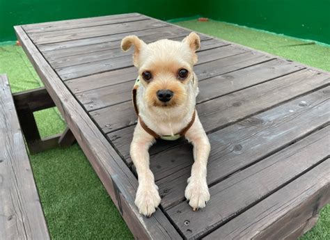 요크셔테리어해피 강아지책임분양 강아지분양 고양이분양 컴투펫 시츄 셔틀랜드쉽독 말티푸 미니핀 치와와 요크셔테리어 포메라니안 말티즈 분양