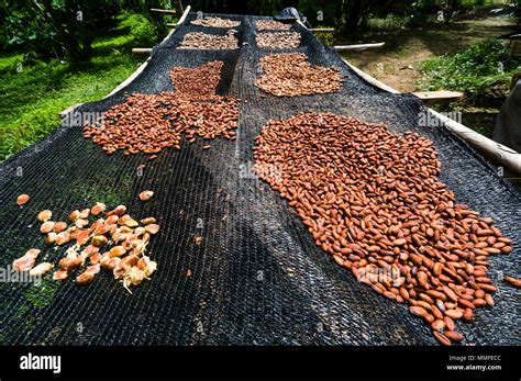 Cacao Tree Of The Amazon Rainforest At Thomas Findley Blog