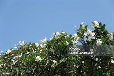 흰색 꽃과 피는 플루메리아 프랑지파니 나무 배경에 푸른 하늘 복사 공간 프랑지파니에 대한 스톡 사진 및 기타 이미지 프랑지파니 하늘 개념 Istock