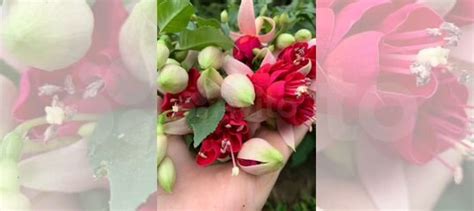 Фуксия купить в Уфе | Товары для дома и дачи | Авито