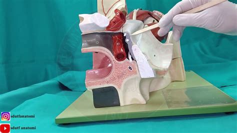 Nervus Trochlearis Iv Youtube