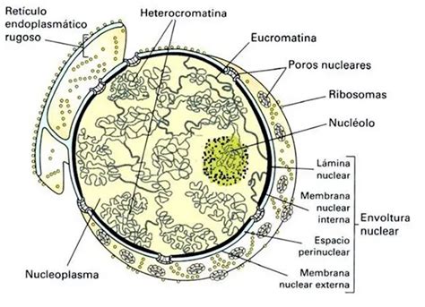 Nucleoplasma Estructura Histoweb Nucleoplasma Estructura Histoweb