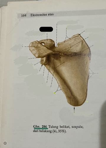Flashcard Scapula Quizlet