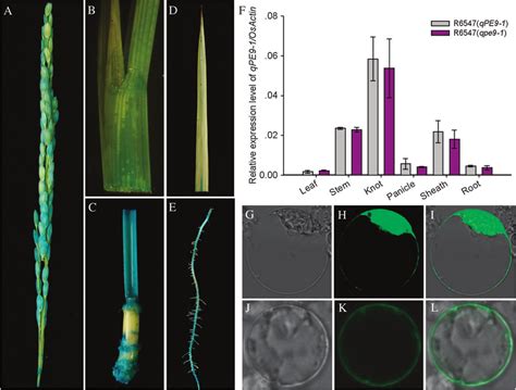 —expression pattern and subcellular localization of qpe9 1 a gus