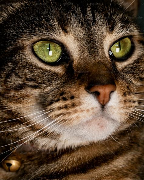 A Close Up Of A Cat With Green Eyes Photo Cat Eyes Image On Unsplash