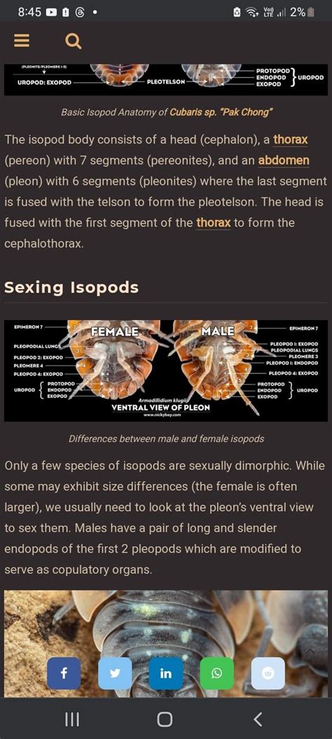 Isopod Anatomy Risopodbreedersoz