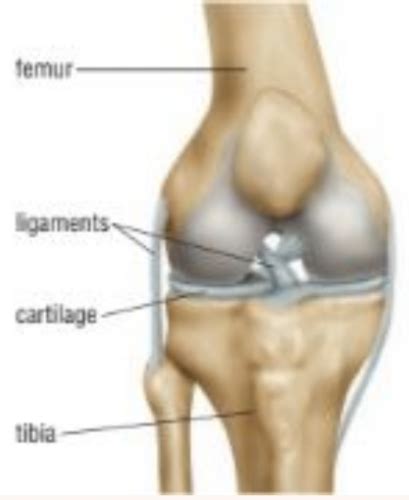 Adri Nervous Musculoskeletal System And The Hierarchy Bio