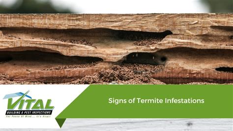 Signs Of Termite Infestations And Steps For Effective Eradication Vital Building And Pest
