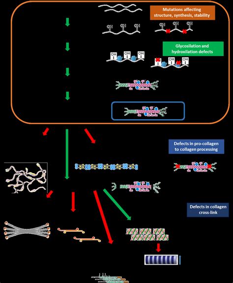 Schematic Representation Of Collagen Biosynthesis Steps The Main Download Scientific Diagram