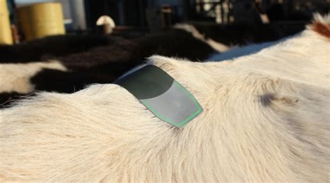 Three Ways To Maximize Estrus Detection For Dairy Herds Morning Ag Clips