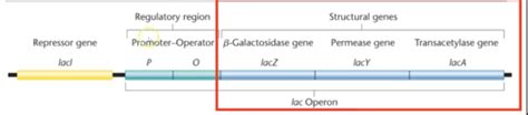 2 1 Structure Of Genomes Genes And Chromosomes Flashcards Quizlet