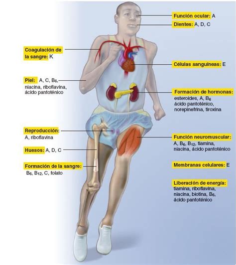 Fisiología Del Ejercicio Fisiología Del Ejercicio